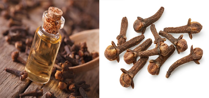 Cravo-da-Índia: Indicações,Contra Indicação e Como Usar - Brasil Educa