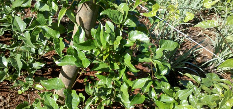 Guaco - Propriedades,Benefícios e Indicações - Brasil Educa