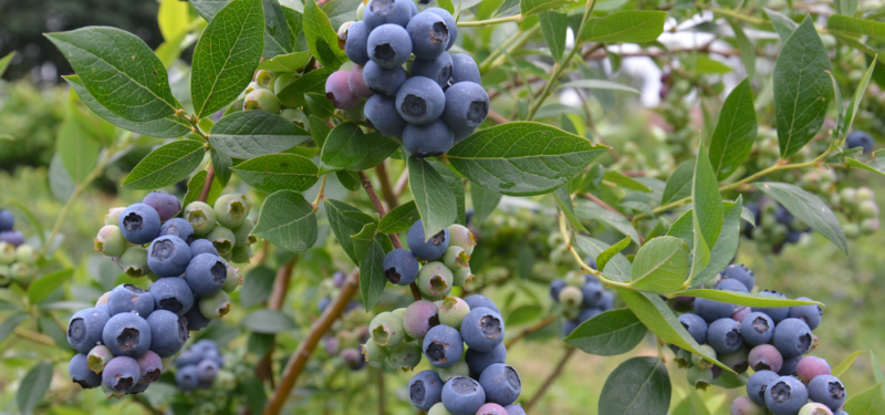 Mirtilo Para Que Serve? Propriedades e Benefícios - Brasil Educa