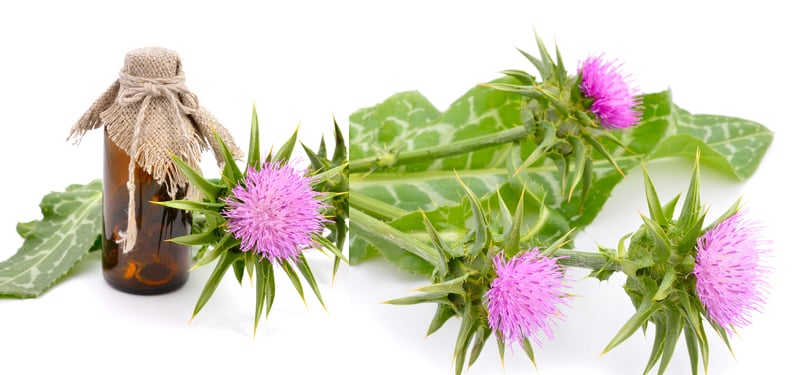 Cardo Mariano: Para Que Serve e Como Usar - Brasil Educa