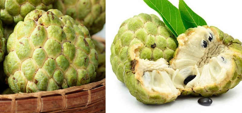 Os Benefícios da Fruta do Conde - Brasil Educa