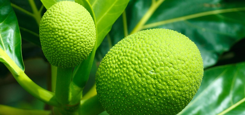 Os Benefícios e Para Que Serve a Fruta Pão. - Brasil Educa