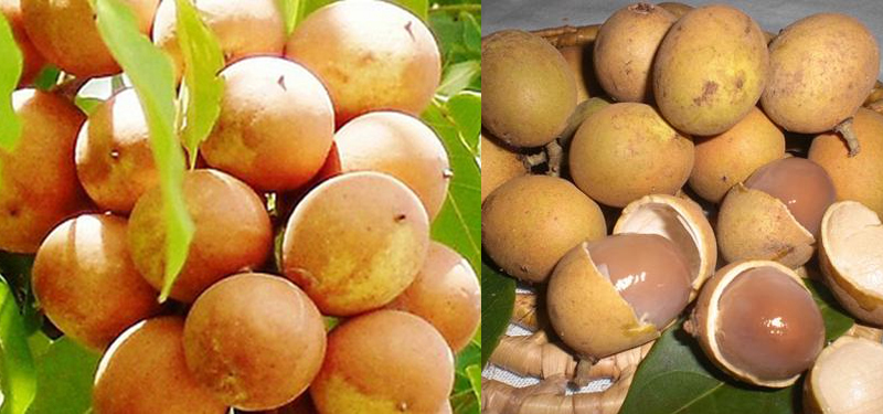 Pitomba: quais os seus benefícios para a saúde? - Brasil Educa