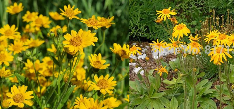 Arnica: O que é, Para que serve, Benefícios e Como usar. - Brasil Educa