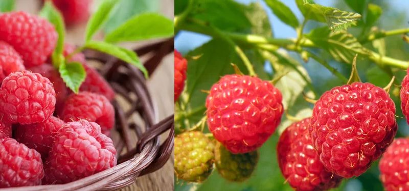 Framboesa, O que é? Benefícios, Receitas e Dicas. - Brasil Educa