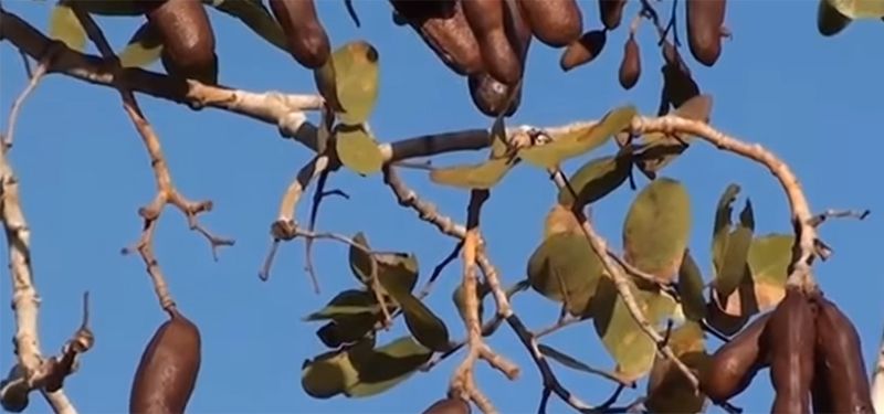 Jatobá: Para que Serve, Benefícios e Como Consumir. - Brasil Educa