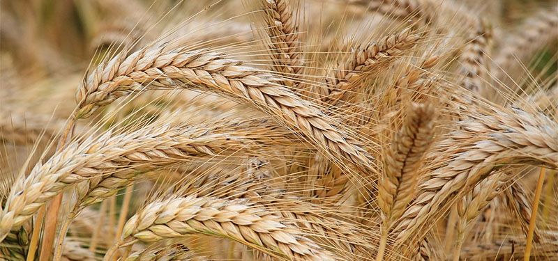 Cevada: benefícios, a substituta da sacarose! - Brasil Educa