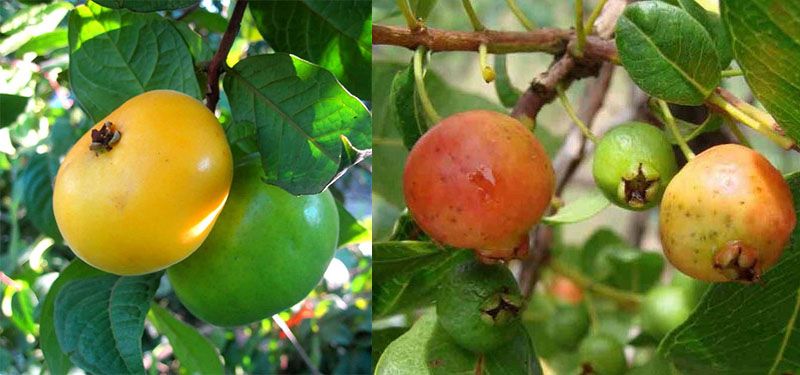 Benefícios do araçá: para que serve e onde conseguir mudas? - Brasil Educa