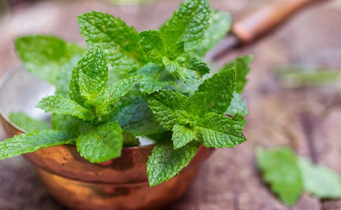 Hortelã: quais são os tipos e para o que serve cada um - Brasil Educa